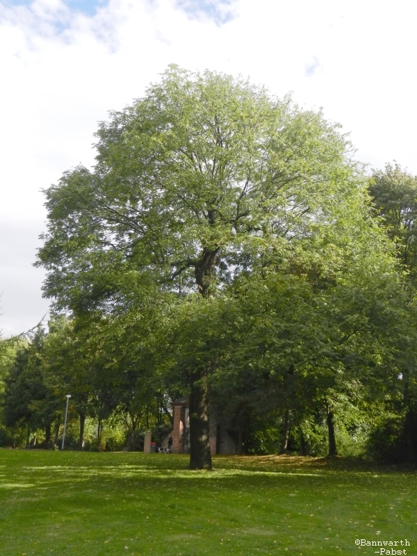 FRAXINUS EXCELSIOR (VELIKI JESEN) - Erbenobili